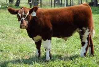 RCC Blog: MAB Calves