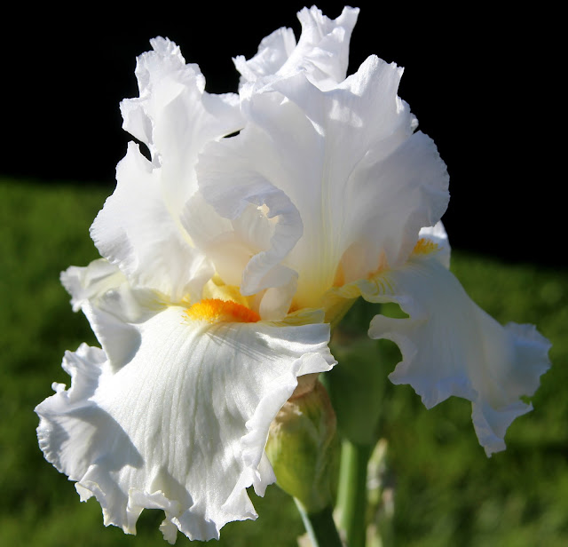 World of Irises: "Talking Irises" WHITE TALL BEARDED IRISES - "I'm ...