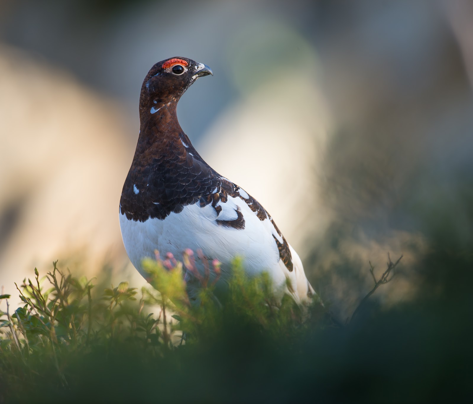 Roger Brendhagen: Ryper