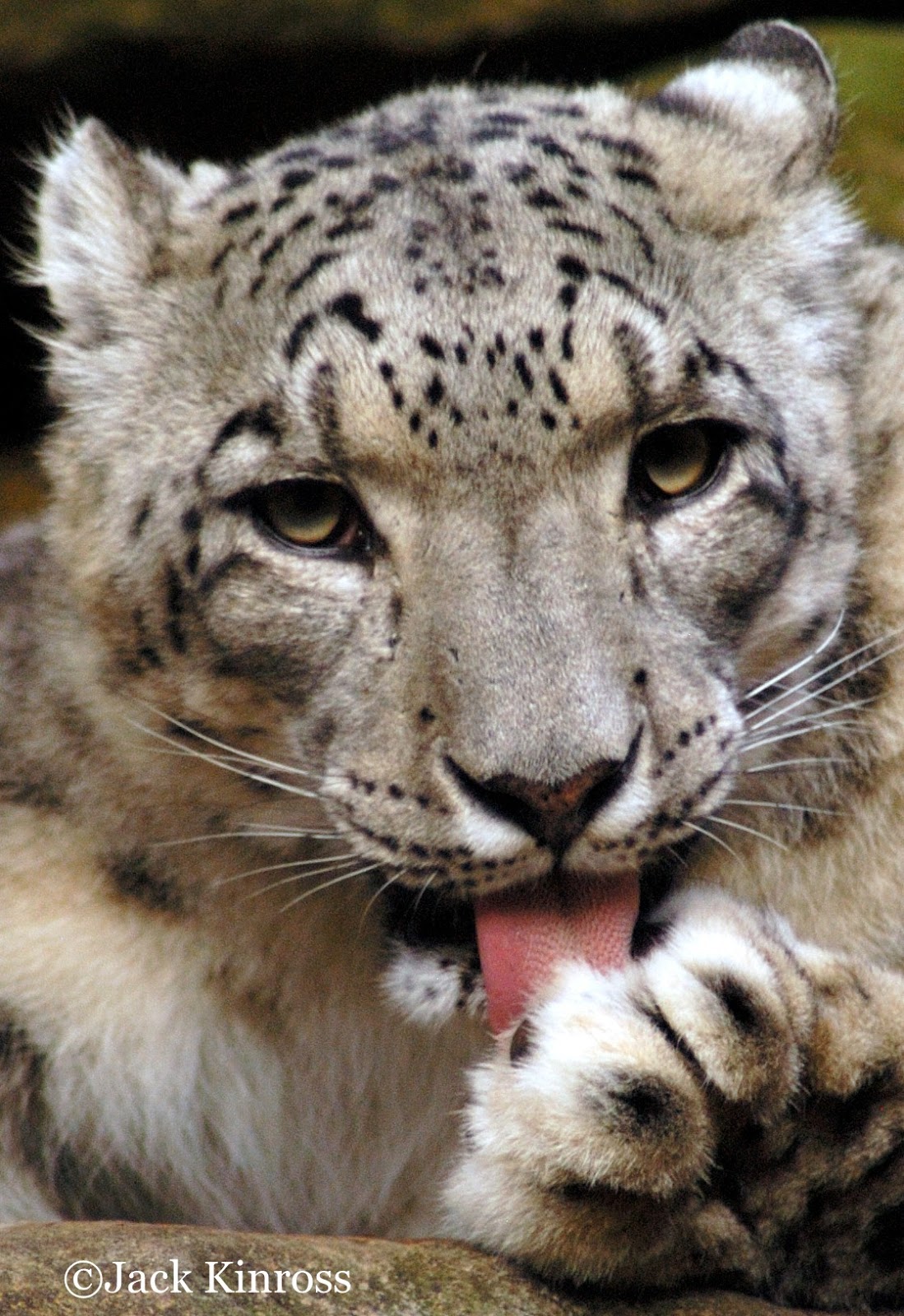 "TigerTrek - My Journey" by Jack Kinross: Snow Leopard speed trek ...