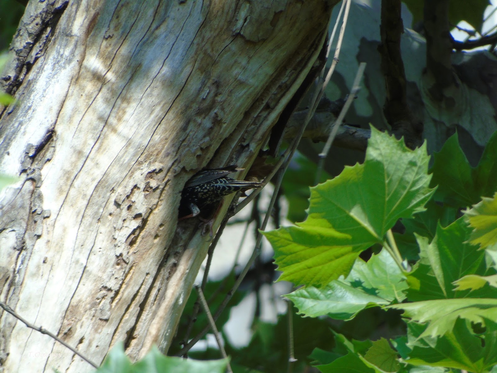 PASARI DIN ROMANIA: GRAUR (1), Sturnus vulgaris