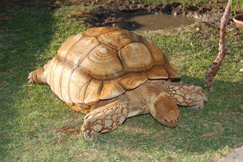 Rules of the Jungle: Characteristics of the Sulcata Tortoise