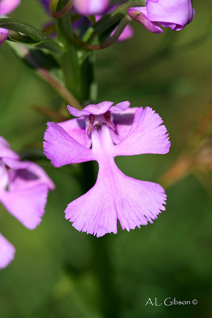 The Buckeye Botanist: Purple Fringeless Orchid (Platanthera peramoena)