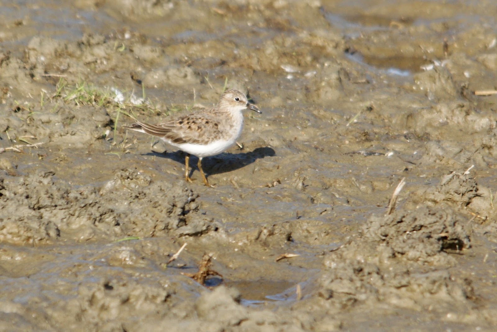 Vogels: Snippen en Strandlopers