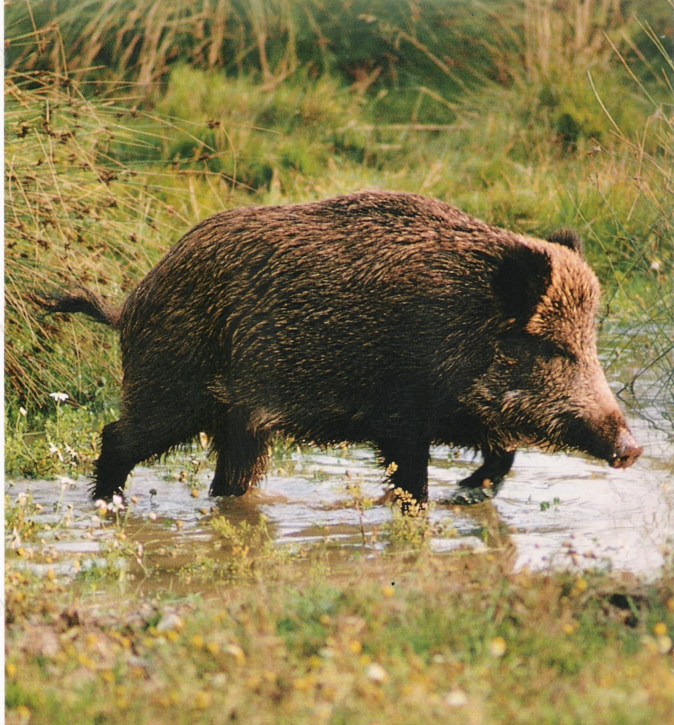 Zoológico Virtual do Koba: Javali