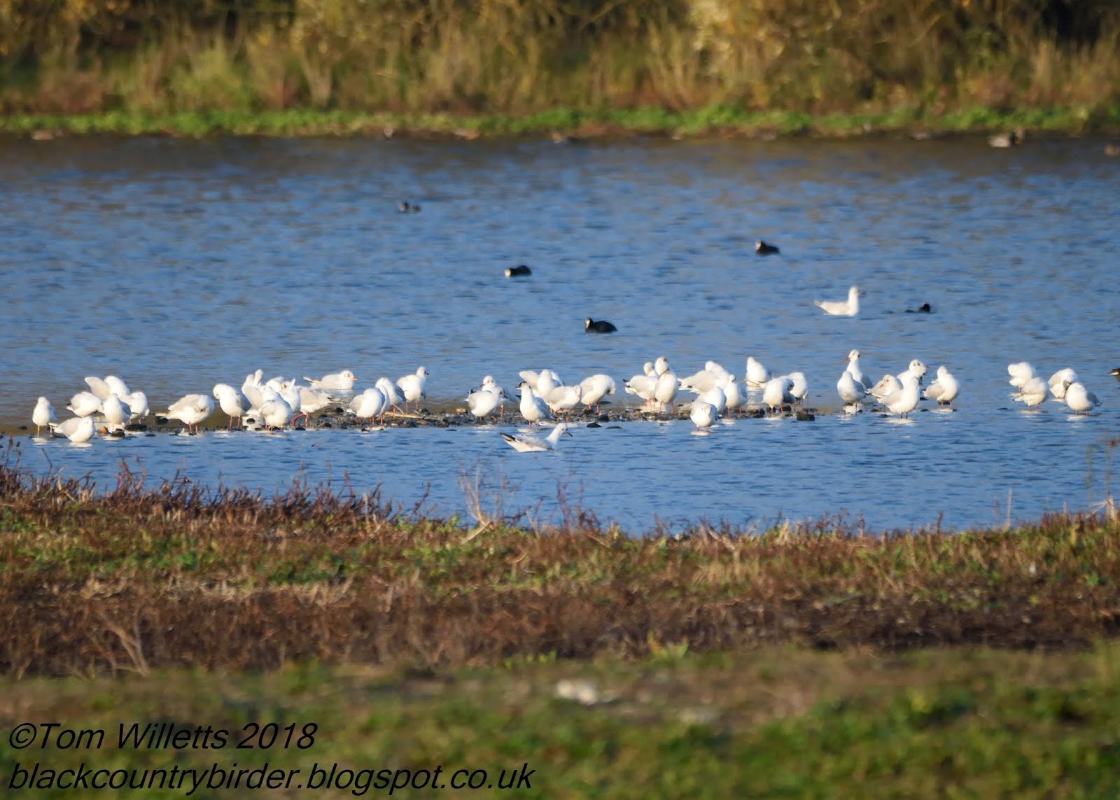 Two Black Country Birders: RSPB Middleton Lakes