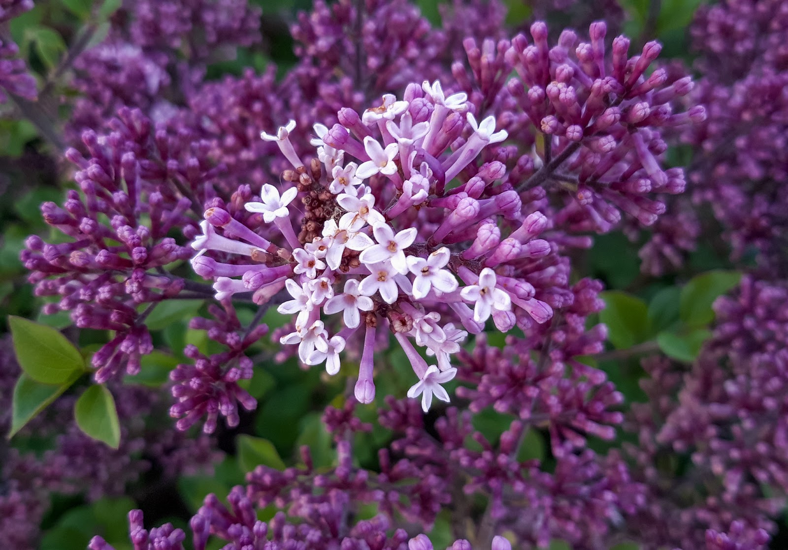 Syringa meyeri - Zwergflieder ROSA-VIOLETT
