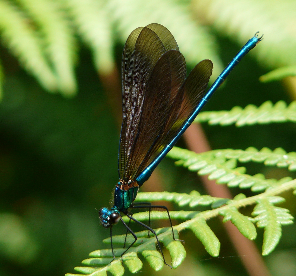 ALF-NUESTRA FAUNA: Caballito del Diablo