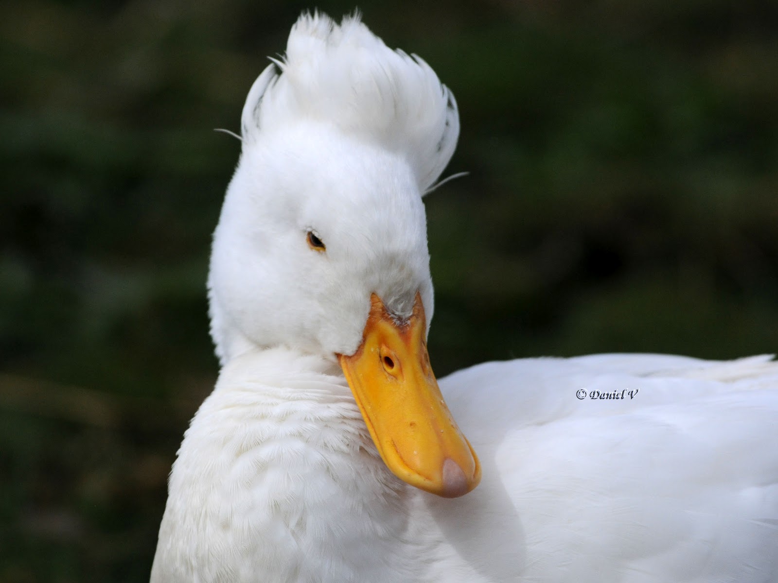 Les oiseaux du 27: Canard pompon ou canard huppé