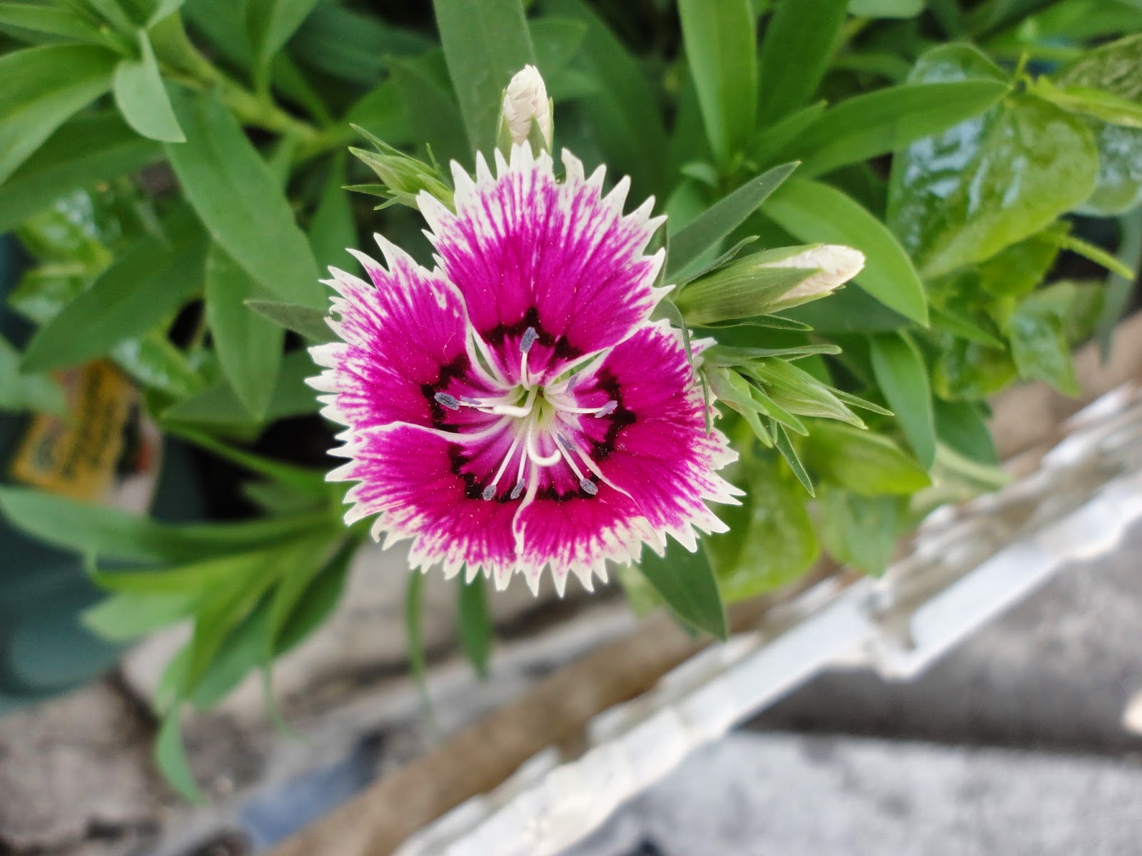 My Flower Album 2014: Nature in Bloom ~ Born a Dragon, Raised a Tiger