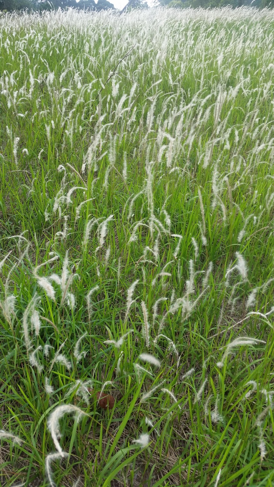 Warisan Petani: WW 70 : Bunga Lalang