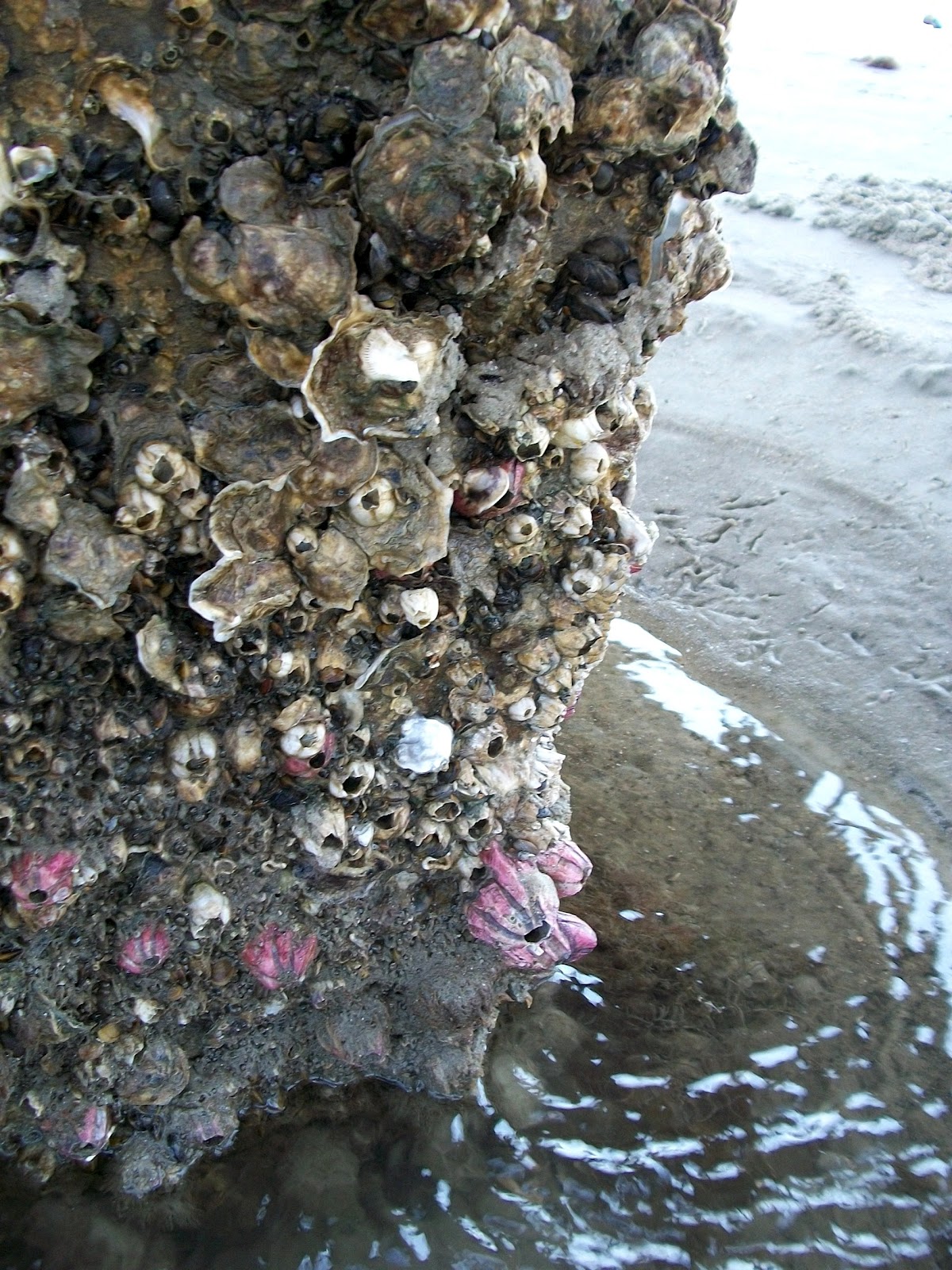 Julie B Booth: Textures