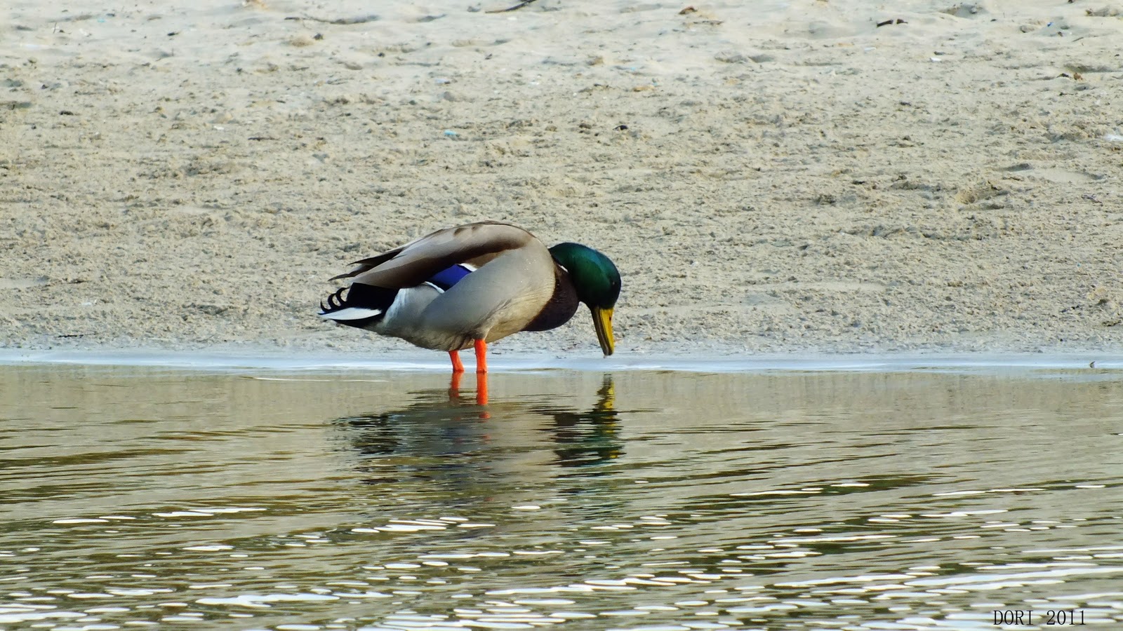 Pasea Menorca: Vida animal en Son Bou