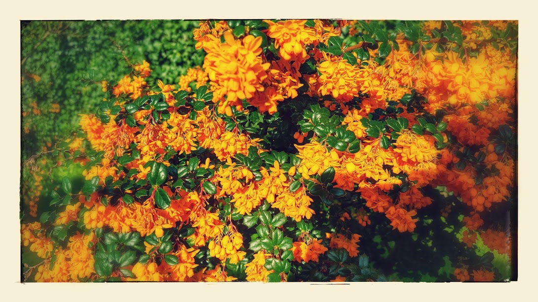 HOW TO GROW BERBERIS FROM CUTTINGS |The Garden of Eaden