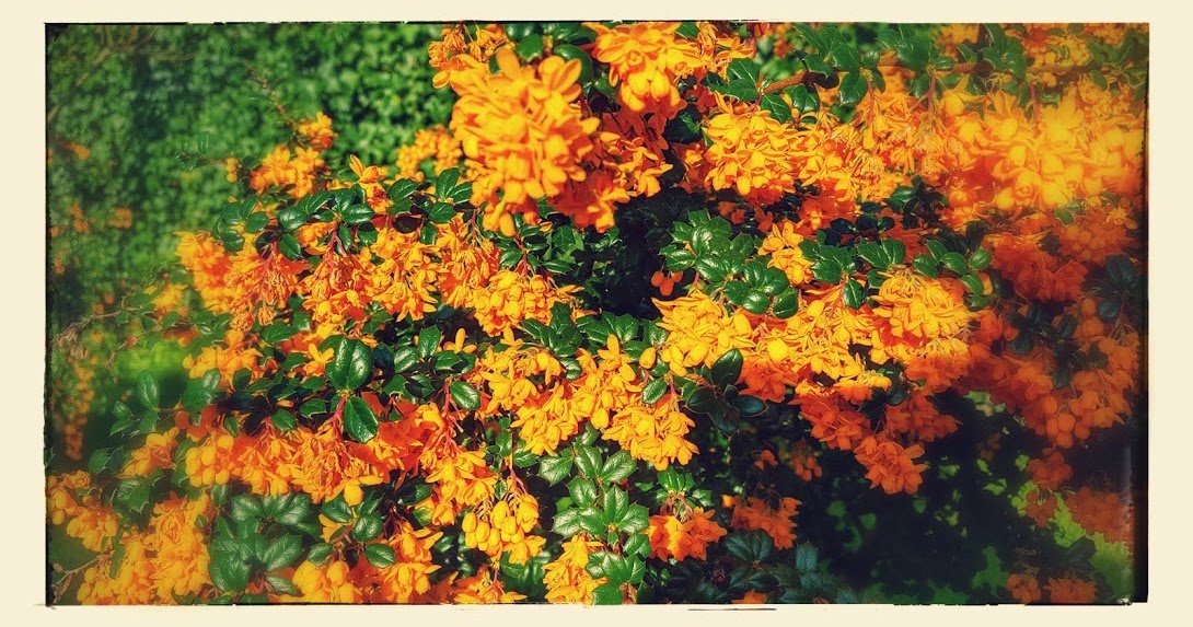 HOW TO GROW BERBERIS FROM CUTTINGS |The Garden of Eaden