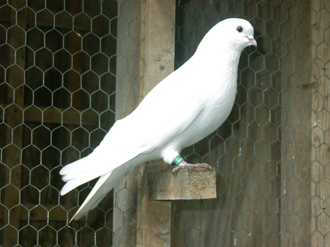 Top 5 High Flying Pigeon's Breeds