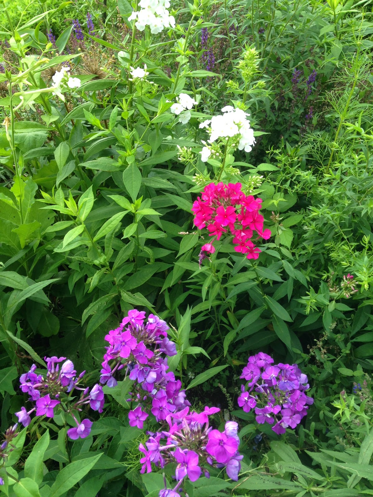 Prairie Rose's Garden: Fireworks in the Garden