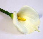 Vivre Feng Shui Bordeaux: Bouquet de mariée : roses, callas, freesia ...