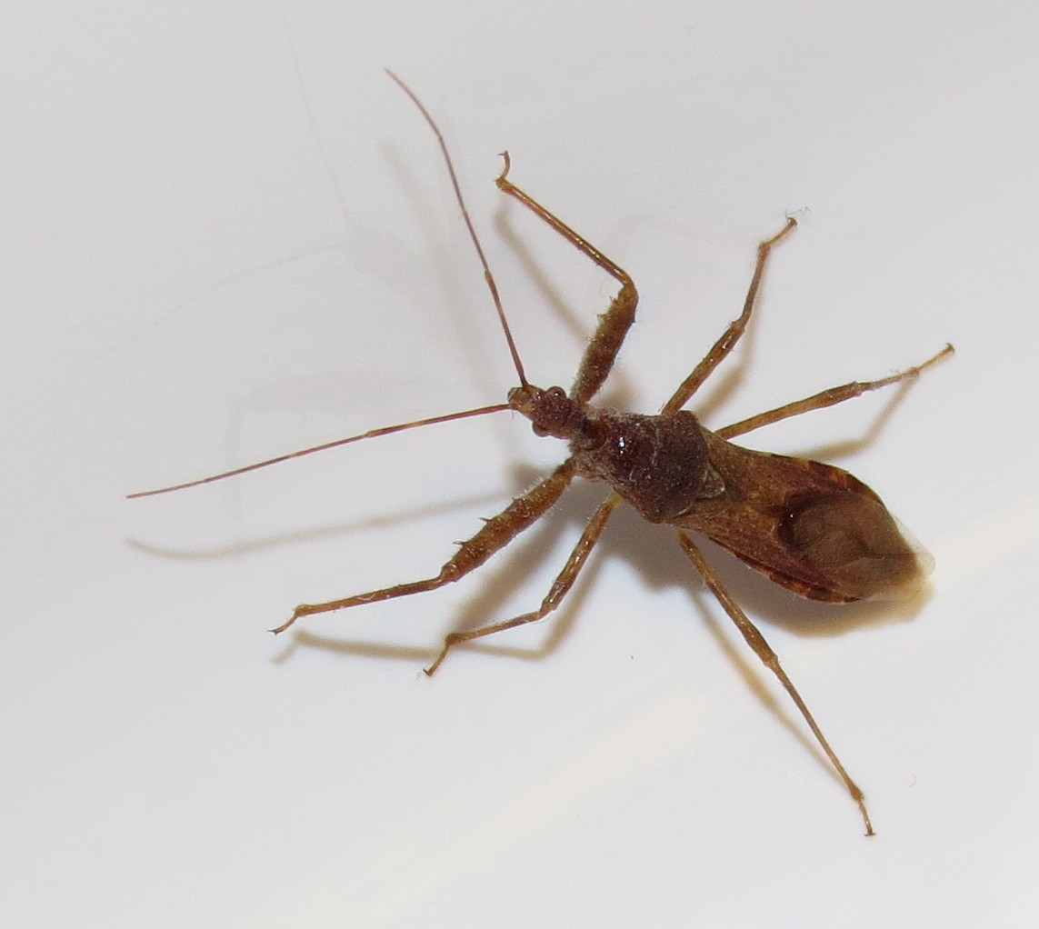 Bug Eric: Autumn Assassins: Acholla spp.