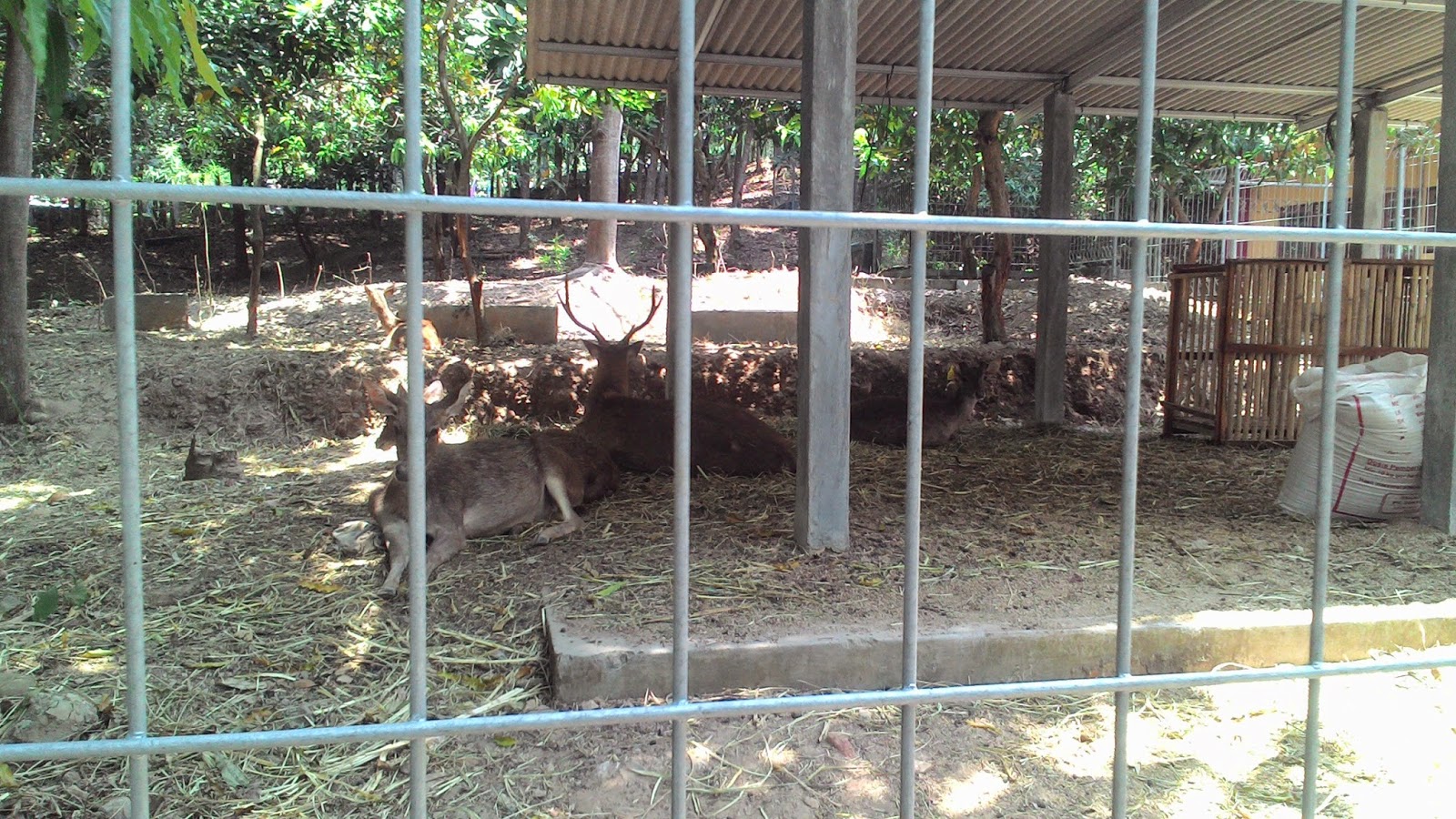 Kenal lebih dekat Patung Sapi dan Taman Rusa Undip | Aku Dan Tembalang