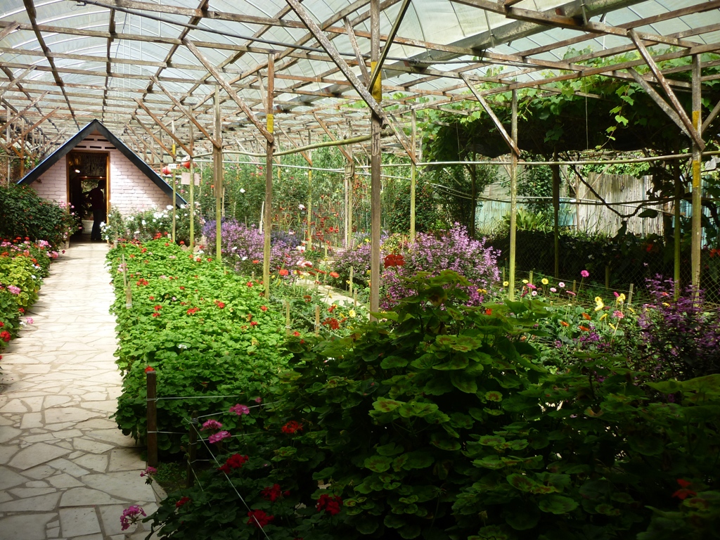 So Full of Myself: Cameron Highlands - Rose Valley