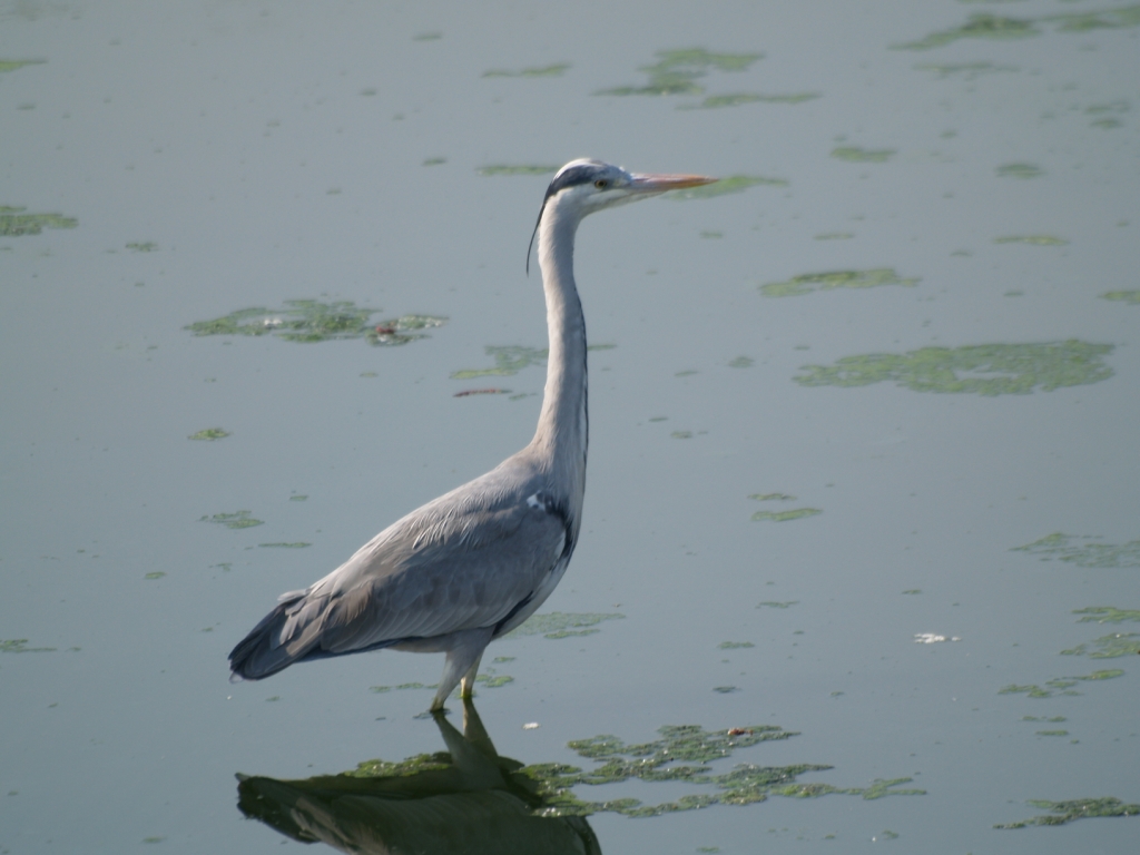 Fotografiando mi Mundo: La Garza Real. Ardea cinerea