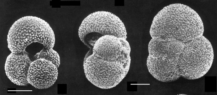 Foraminifera Planktonik | Aka