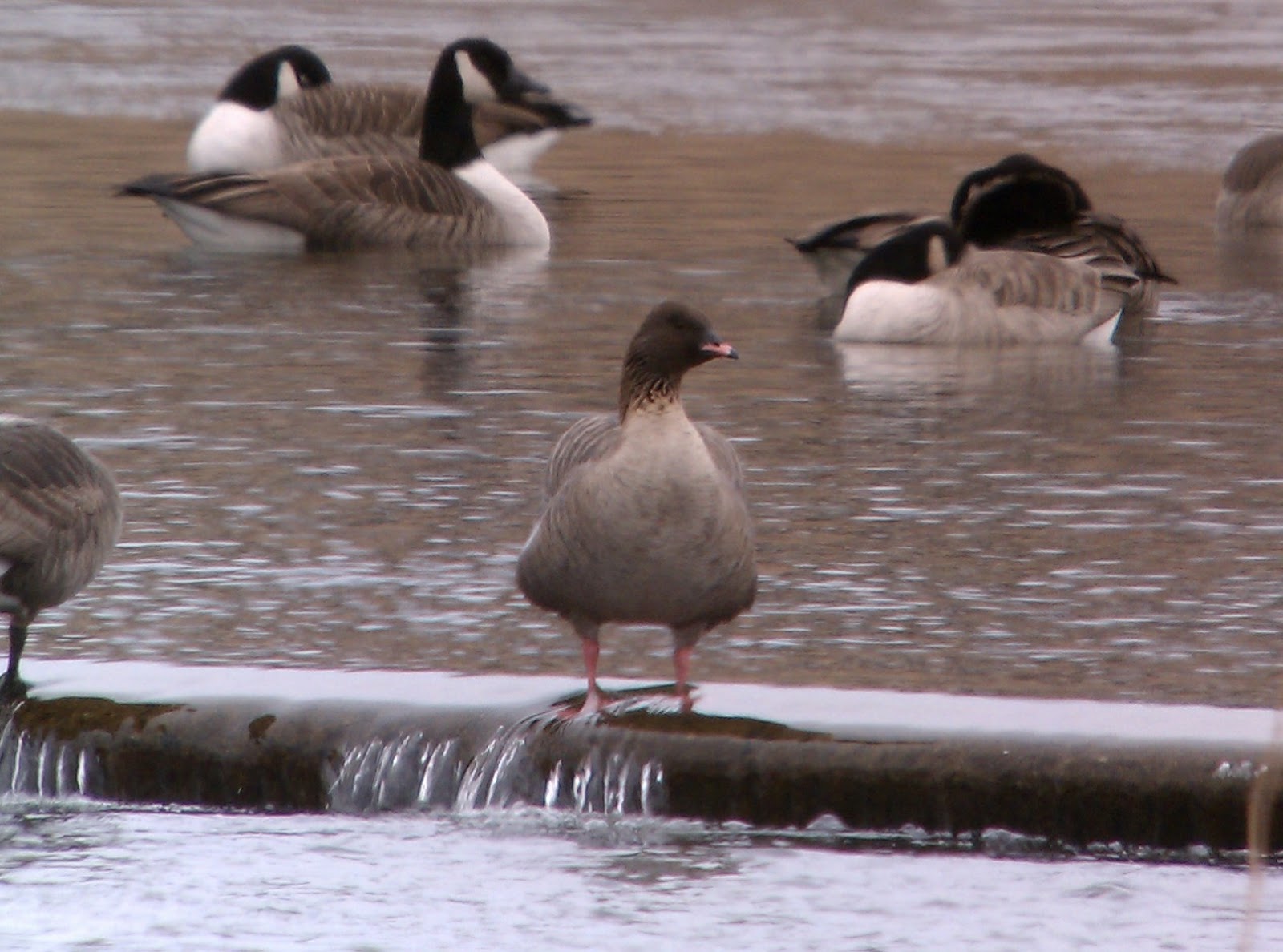 Birding Is Fun!: Pink-footed Goose