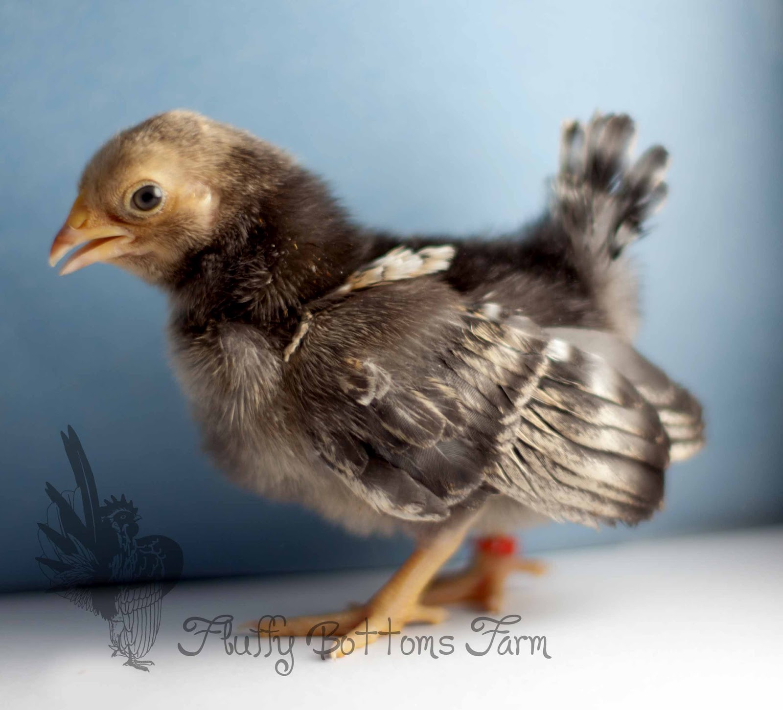 Fluffy Bottoms Farm: New Serama Babies