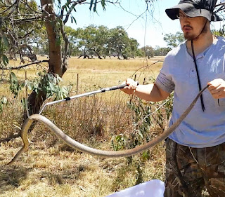 Canine Snake Avoidance Training | Australian Dog Lover