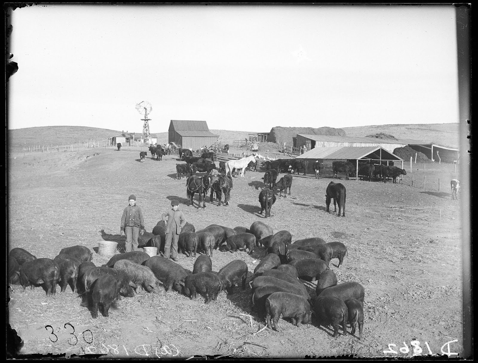 Hogs on Nebraska Farm 1903 | Big Picture Agriculture