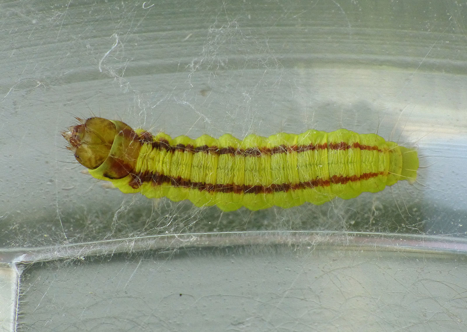 Charlie's moths of Calderdale.: 45: PLUME MOTHS, 62: PYRALIDS