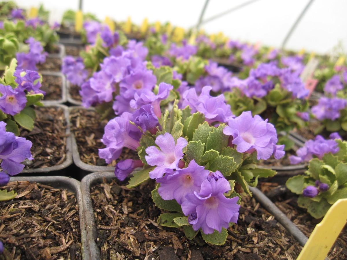 Arrowhead Alpines Blog: Spring Preview