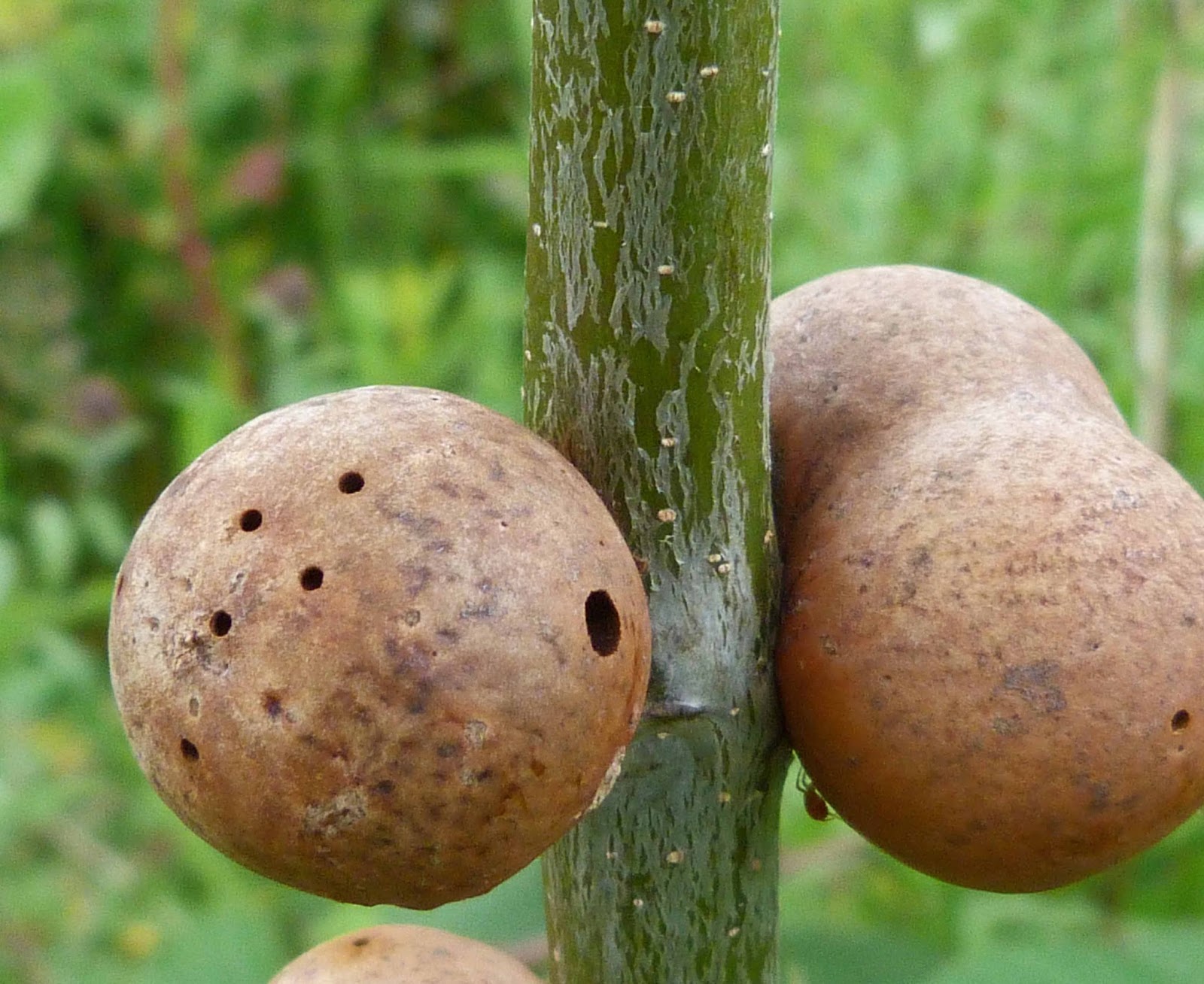 Insects of Scotland: Galls/Leaf-miners
