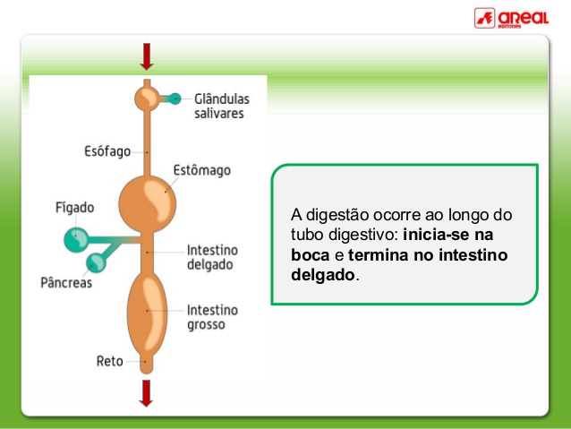 DIGESTÃO.