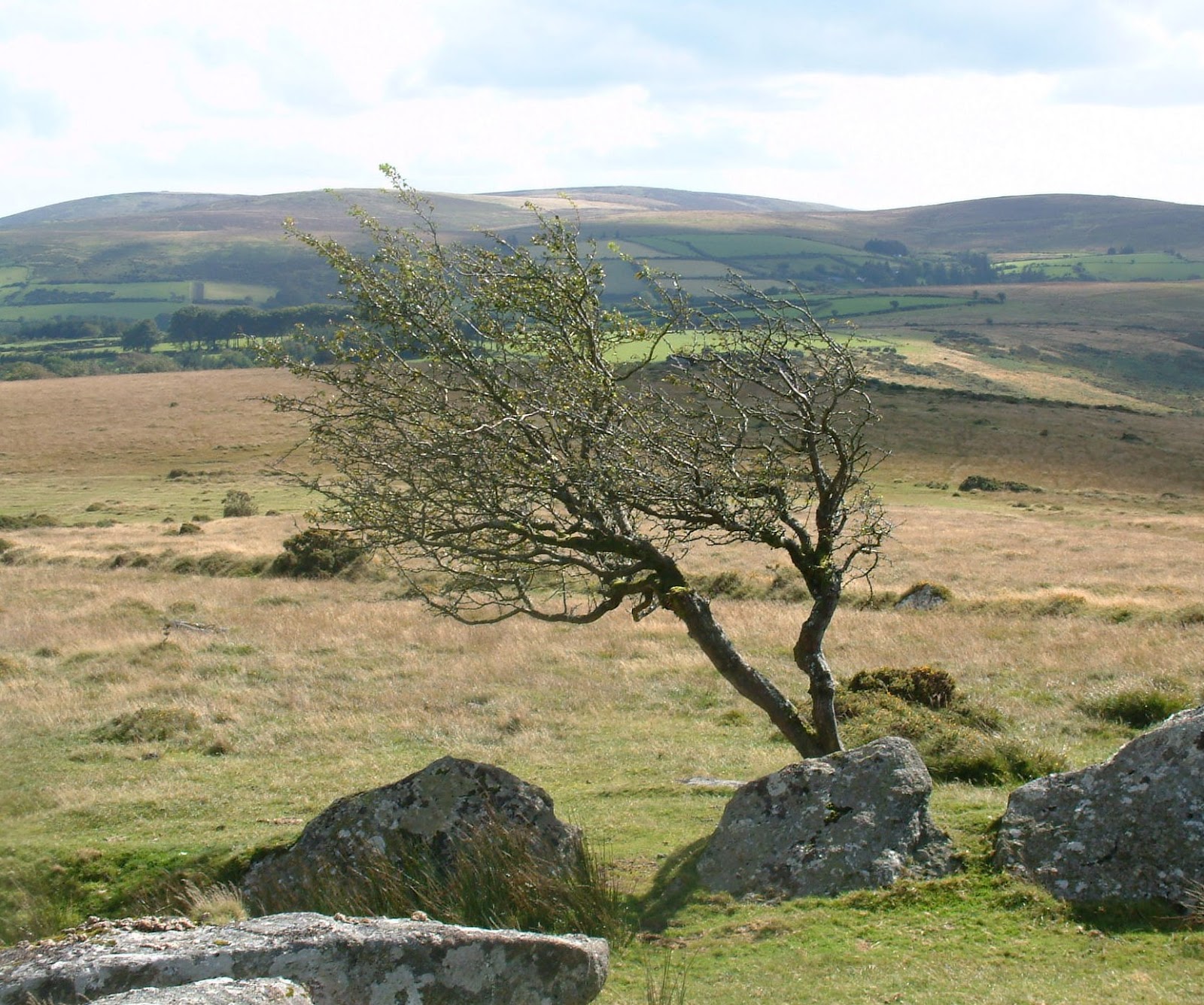 Dartmoor Ramblings: LONE TREE GALLERY AND OTHER BITS AND PIECES
