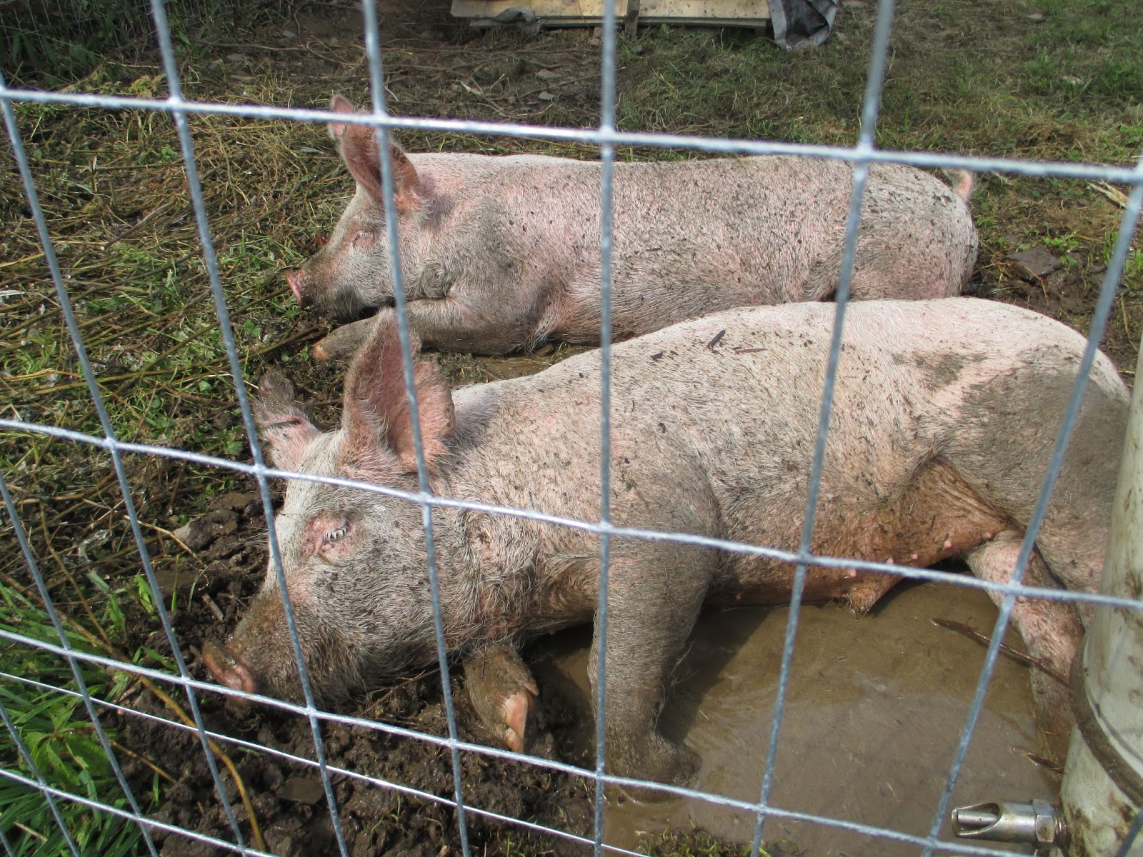 The Deliberate Agrarian: First Pigs