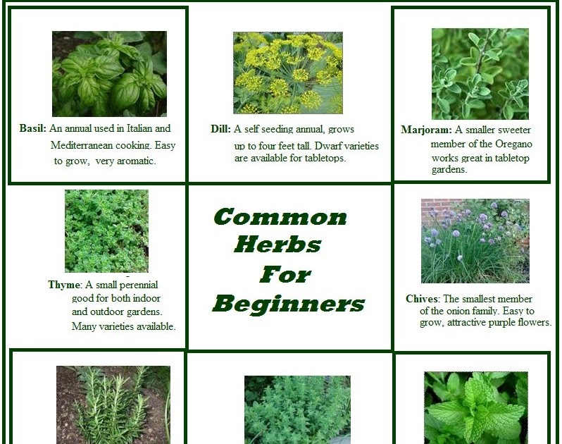 DTL Herbs LTD: Unusual Herb Presentation.