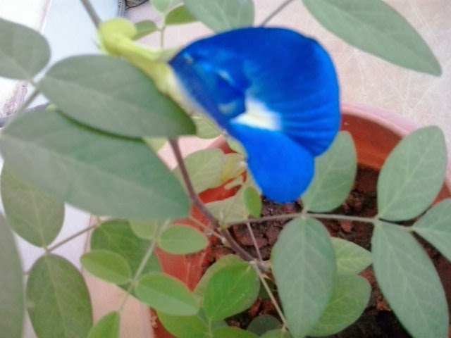 Gokarna flowers | how to grow gokarn shankhpushpa aparajita flowers ...