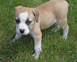 Beagle Bulldog Mix Puppies | Dog Beagles