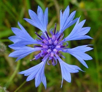 ΚΕΝΤΑΥΡΙΟΝ - Centaurea Cyanus | ΒΟΤΑΝΟΘΕΡΑΠΕΙΑ . ΘΕΡΑΠΕΥΤΙΚΑ ΦΥΤΑ ΚΑΙ ...