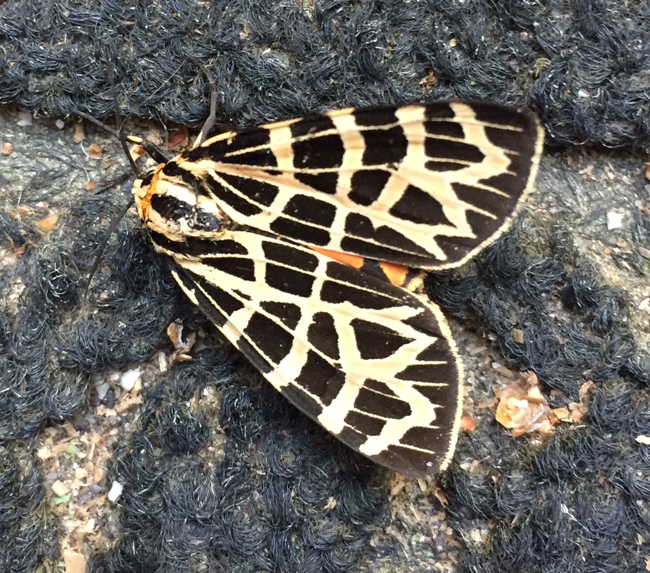 BirdCam on Cheltenham: Ornate Tiger Moth