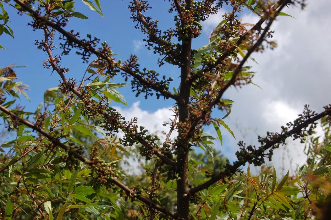 Tapanuli Selatan Dalam Angka: Andaliman, Rempah Masakan Khas Batak ...
