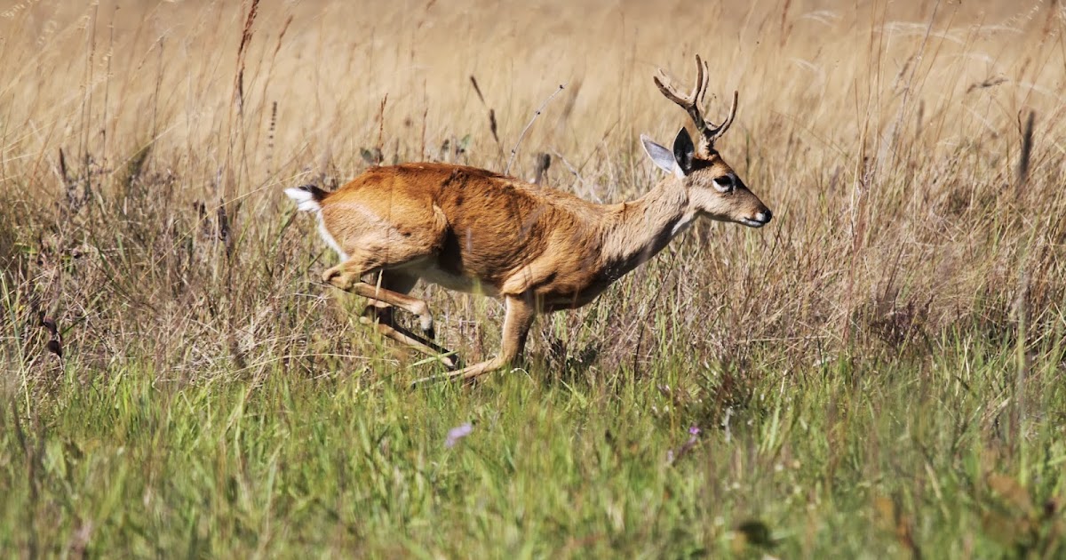 Factortigre: Veado - Campeiro