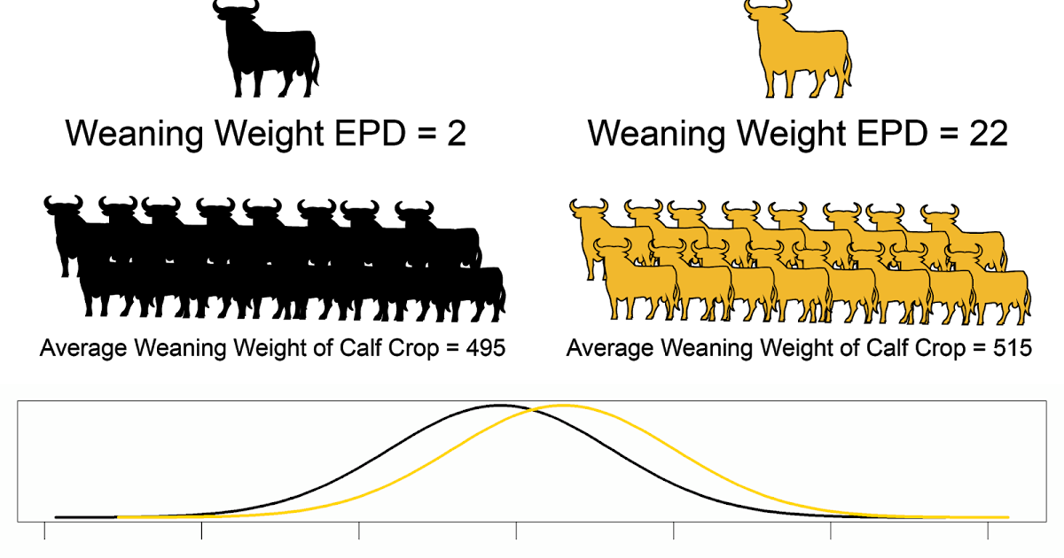 EPDs 101: Use Information to Improve Your Herd
