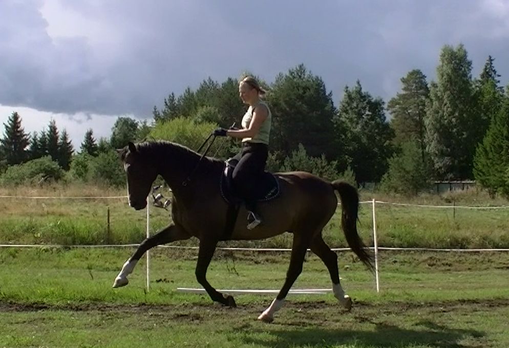 NATURAL HORSEMANSHIP Esprit & Helen : New videos! Bitless natural ...
