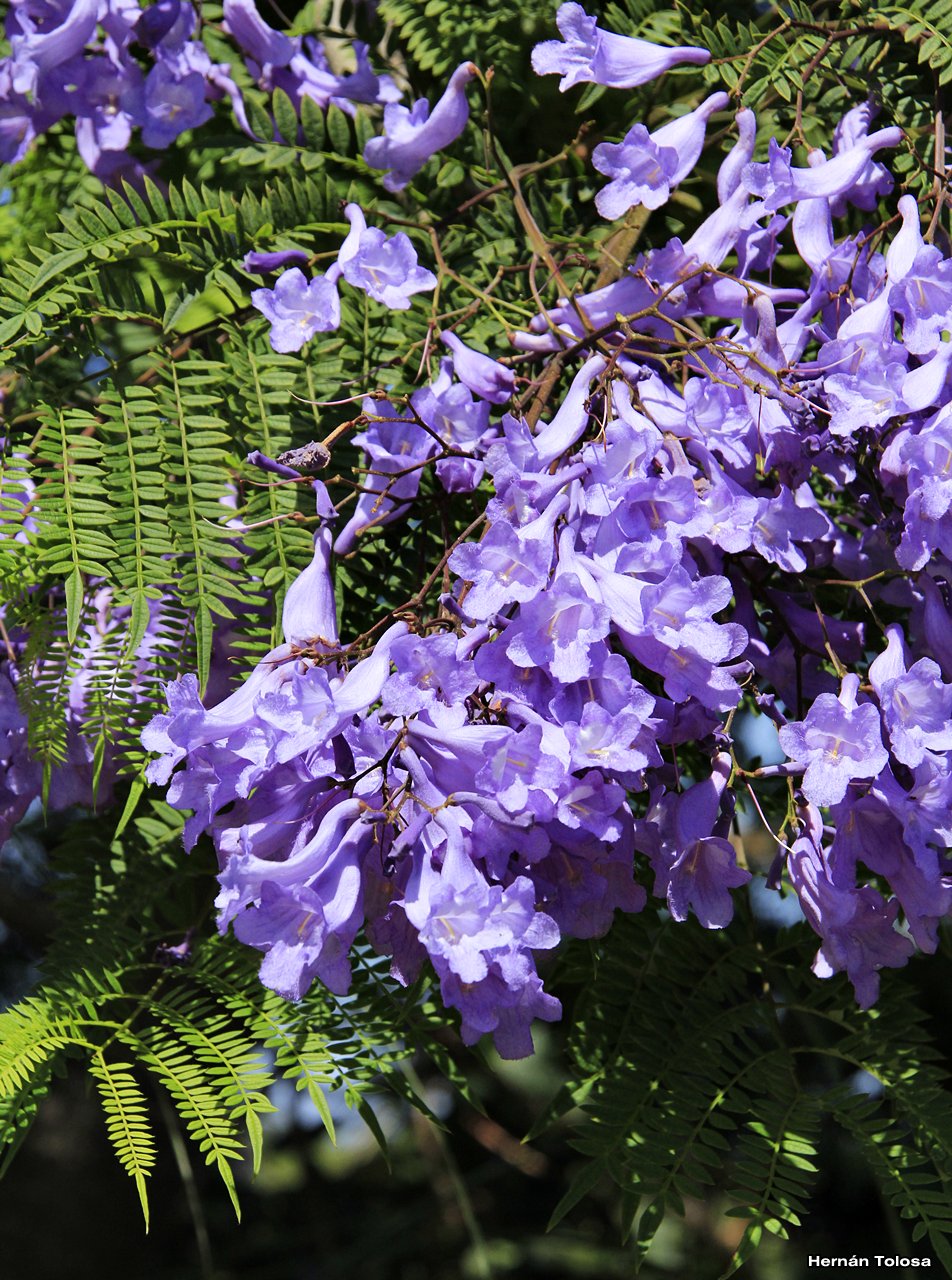 Flora Bonaerense: Jacarandá (Jacaranda mimosifolia)