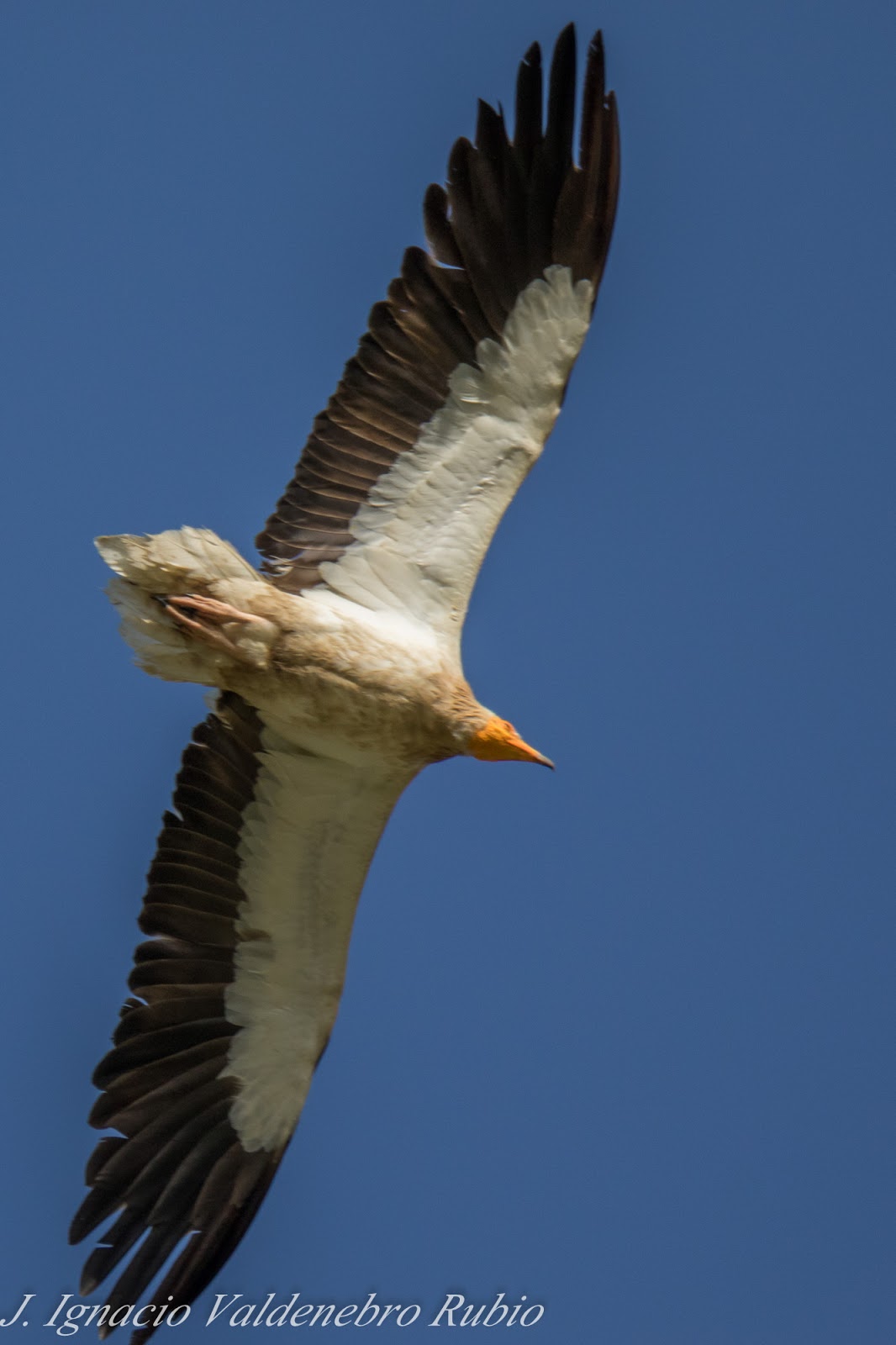 DocNatureBlog: El Buitre blanco y sabio. Alimoche común (Neophron ...