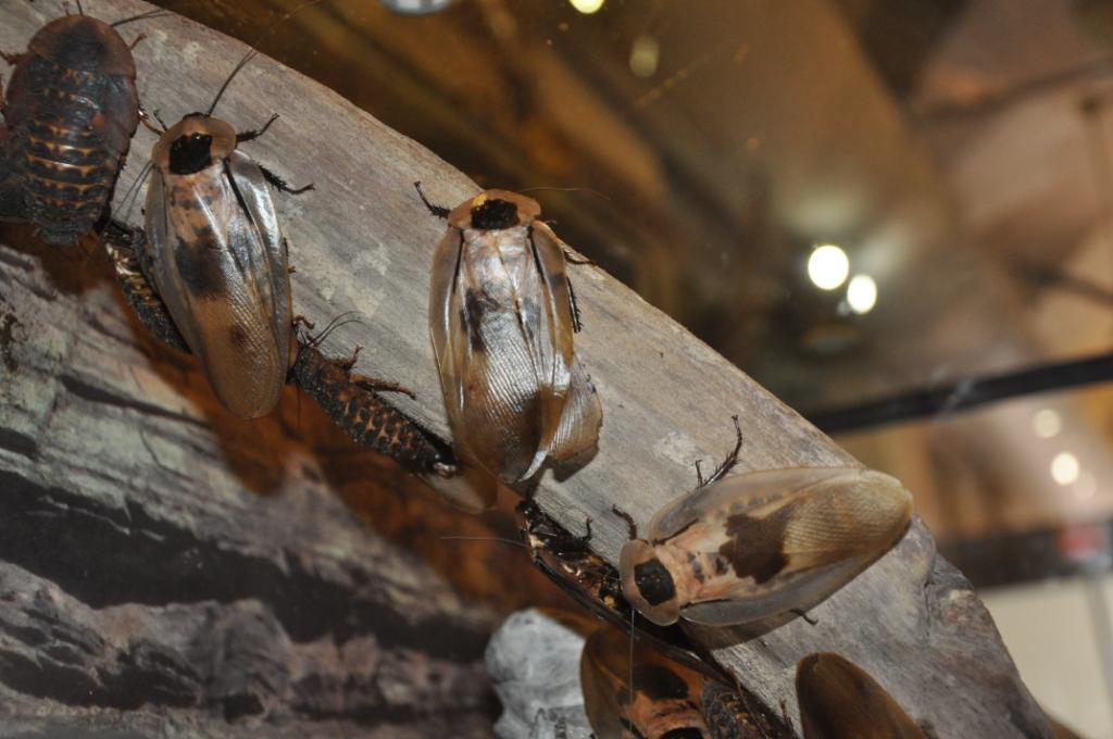 Savor The Days: Audubon Insectarium in New Orleans