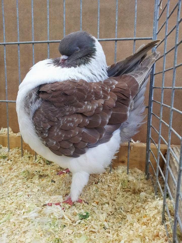 Fancy Pigeon Breeds: Modena Pigeons